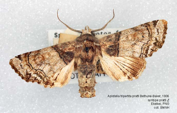 Papua Insects Foundation (Lepidoptera/Euteliidae/Euteliinae/Aplotelia ...